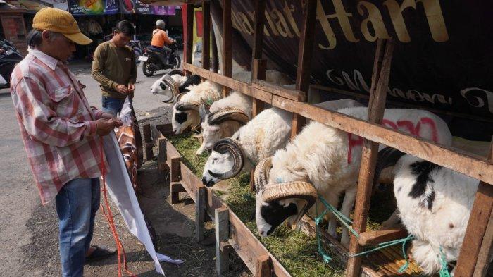 Daftar Harga Kambing dan Sapi untuk Idul Adha 2025, Berikut Batas Waktu Penyembelihan Hewan ...
