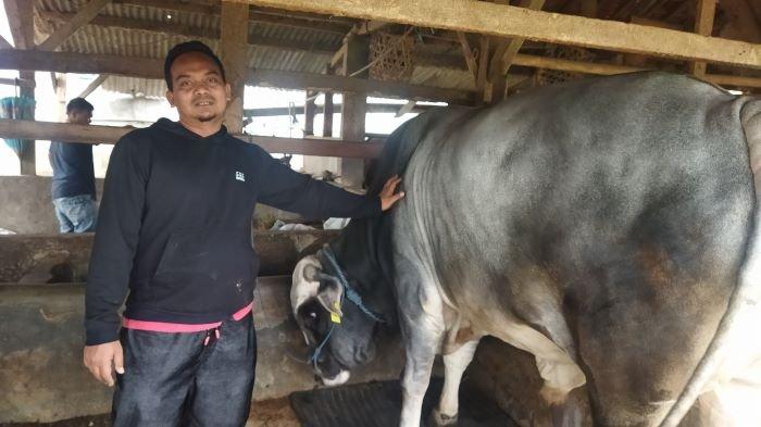Bahagianya Peternak Asal Bandung Barat, Sapi Jumbo yang Dirawat Setahun ...