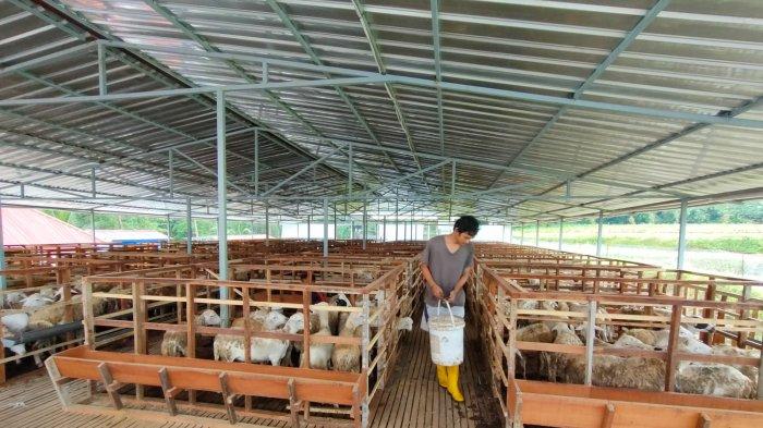 Gulirkan BRILiaN FARM, Dompet Dhuafa Jawa Tengah Bersama YBM BRILiaN ...