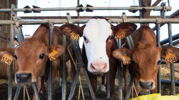 Daftar Harga Sapi Kurban 2025 di Bogor Bobot Bervarian Harga Mulai Rp 16 Jutaan, Bisa Gratis ...