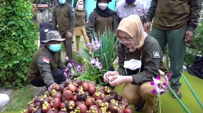 Siap-siap, Akan Ada Festival Manggis di Purwakarta, Catat Lokasi dan ...