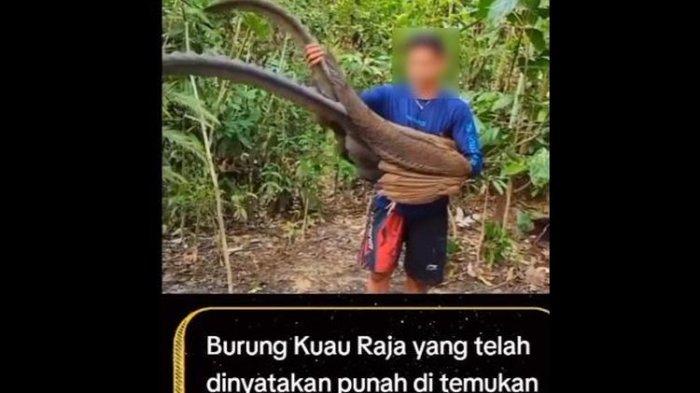 Viral Video Burung Kuau Raja yang Dinyatakan Punah Ditemukan Lagi di ...