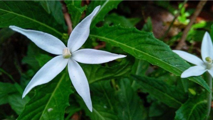 Cek Fakta Bunga Katarak dan Manfaatnya Untuk Mengobati Penyakit Mata ...