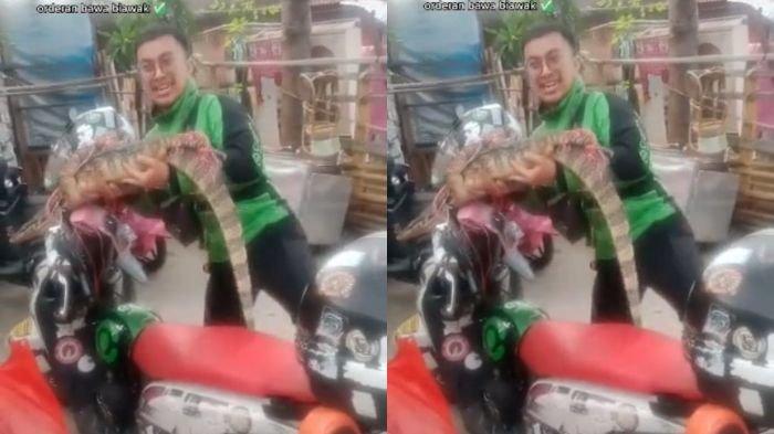 Viral Driver Ojol Ini Dapat Pesanan Antar Hewan Reptil di Jakarta, Pangku Reptil 1 Jam di ...