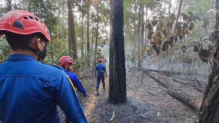 Api di Hutan Gunung Walat Sukabumi Masih Menyala, Kini Tambah Meluas, Petugas Kesulitan ke ...