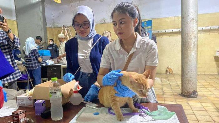 Hari Rabies Dunia, DKPP Gelar Fashion Show dan Vaksin Rabies Gratis ...