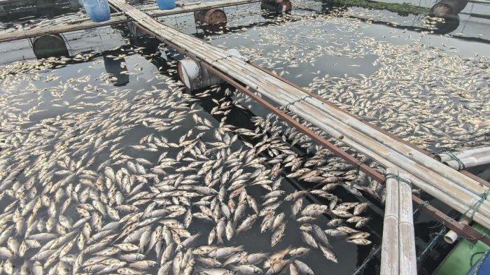 Ikan yang Mati Massal di Waduk Jatiluhur Purwakarta Capai 100 Ton ...