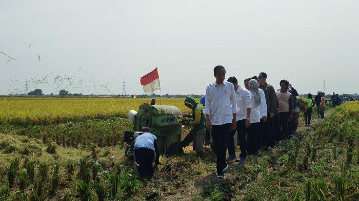 Presiden Jokowi Tersenyum Lihat Panen Raya di Indramayu, Produksi Padi Aman di Tengah El Nino ...