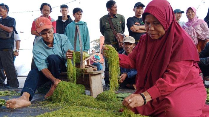 Keseruan Lomba Rajang Tembakau di Sumedang, Eye Sangat Senang Juara ...