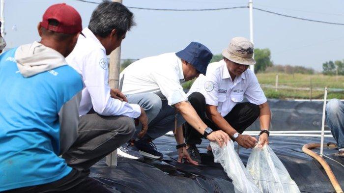 DKP Jabar Tebar 300.000 Benur Udang Vannamei di Karawang - Tribunjabar.id