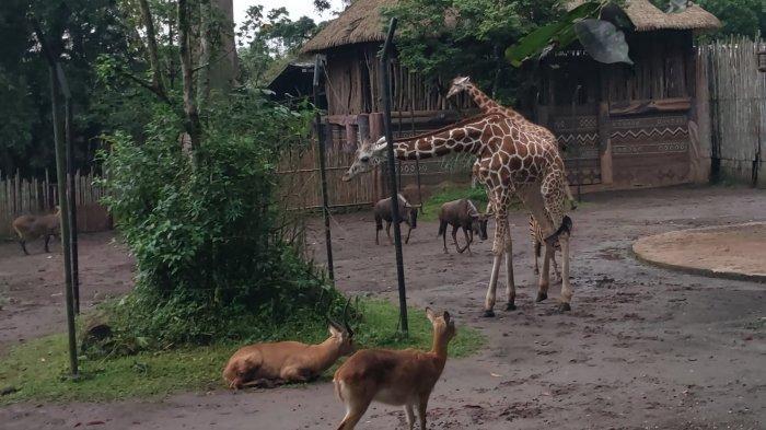 Nikmati Sensasi Buka Puasa Unik Bersama Aneka Satwa di Bandung Zoo ...