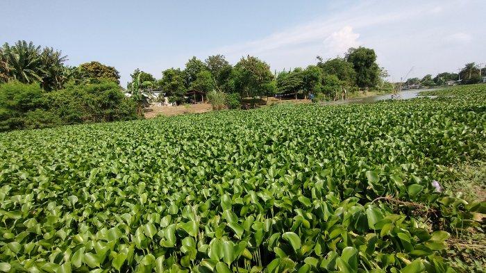 Penampakan Lautan Eceng Gondok yang Bikin Sungai Cimanuk Lama Indramayu ...