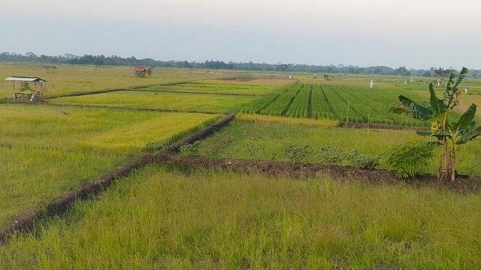 Aningsih Berharap Hujan Turun, Petani di Pangandaran Pasrah Sawah ...