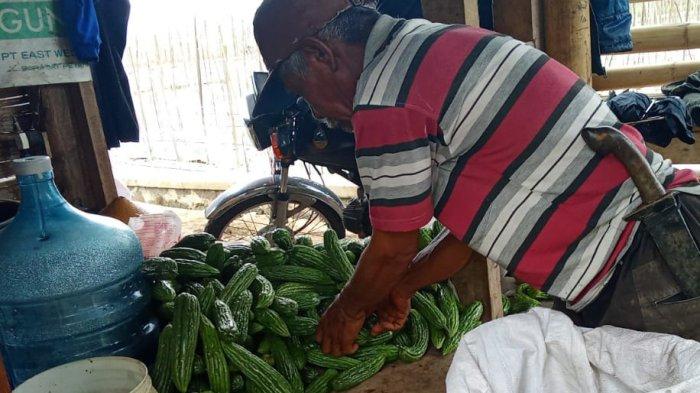 Petani Pare di Ciamis 'Amsyong', Panen Bagus tapi Harga Anjlok, Sekilo ...