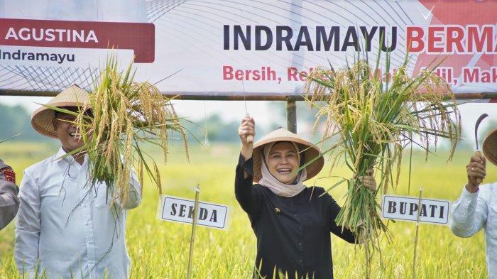Panen Raya Padi Mulai Berlangsung di Indramayu, Produksinya Capai 7,3 Ton Per Hektare ...