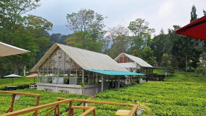 Pernah Seruput Teh Berusia 1 Abad? Kafe di Bandung ini Tawarkan Sensasi ...