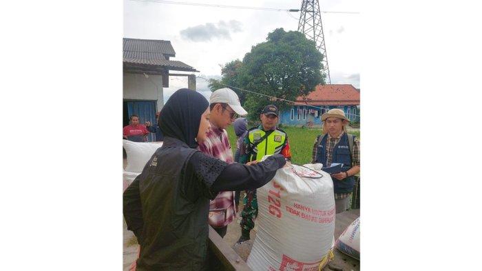 Jelang Lebaran, Bulog Terus Gencarkan Serap Gabah Petani, Ambil Gabah ...
