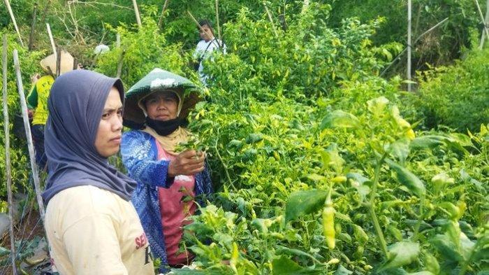 Nestapa Petani Cabai di Lembang Bandung Barat, Tetap Merana di Tengah ...