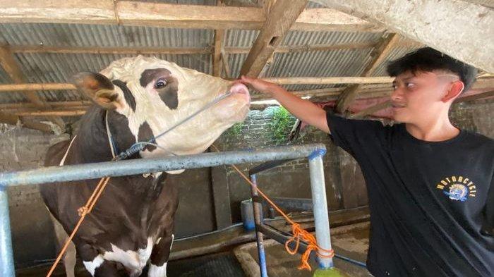 5 Sapi Jokowi Dikurbankan di Jabar, 1 di Masjid Agung Bandung, Berikut ...