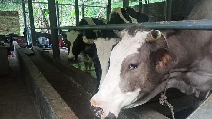 Daftar Harga Sapi dan Kambing untuk Kurban, Cempe Termurah Rp 700 Ribu, Sapi Dewasa Mulai Rp 18 ...