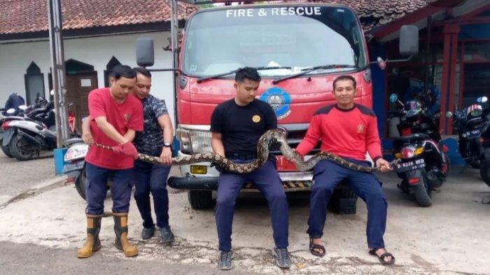 Petugas Damkar KBB Evakuasi 2 Ular Sanca Kembang, Satu Sembunyi di ...