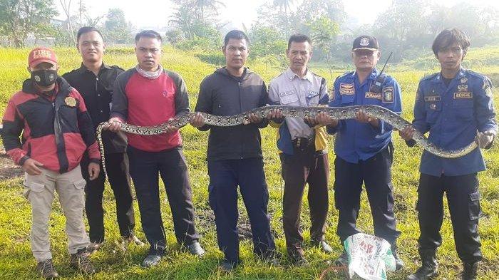 Sempat Gigit Satpam, Ular Sanca Batik 2,5 Meter Diamankan di Kampus IPB ...