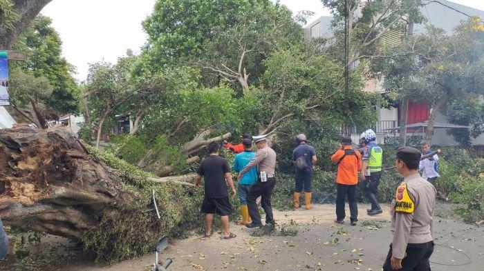 Diterjang Angin Kencang, Pohon Besar Tumbang di Cianjur Menimpa Mobil dan Menutup Badan Jalan ...