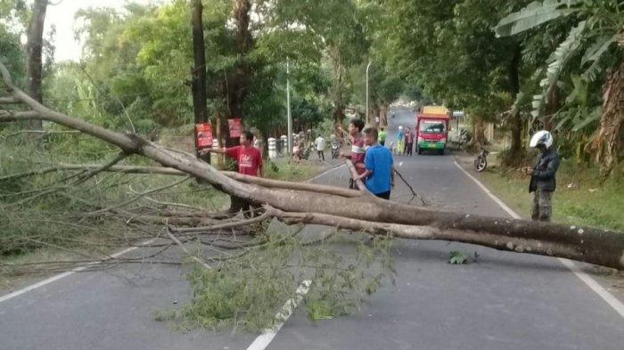 Angin Kencang di Majalengka, Pohon Tumbang dengan Panjang 5 Meter ...