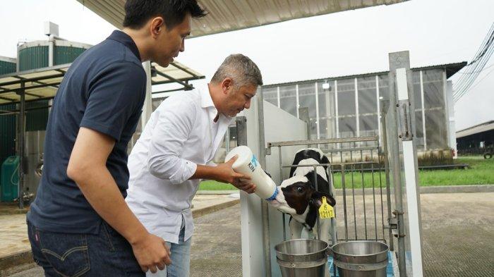 Susu A2 dari Peternakan Sapi Perah Garut Mampu Beri Asupan Nutrisi Bagi ...