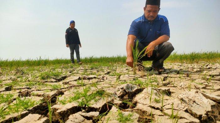 Area Sawah Seluas 111 Hektare di Bandung Barat Alami Kekeringan ...
