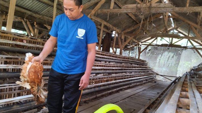 Ribuan Ayam Petelur di Purwakarta Mati karena Cuaca Panas, Peternak Rugi hingga Ratusan Juta ...