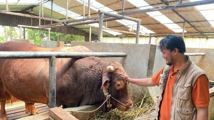 Penampakan Tatang, Hewan Kurban Presiden Prabowo Subianto: Sapi Seberat 1,3 Ton dari Bandung ...