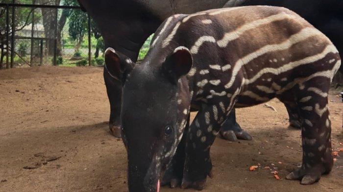 Fokus pada Breeding Tapir, Kini Lahir Gantari, Bayi Tapir Ke-10 di ...
