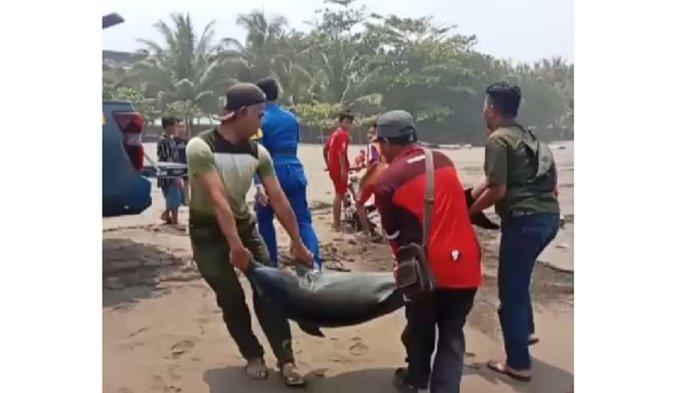 Warga Geger Temukan Seekor Lumba-Lumba Hidung Botol Mati Terdampar di Pantai Pangandaran ...