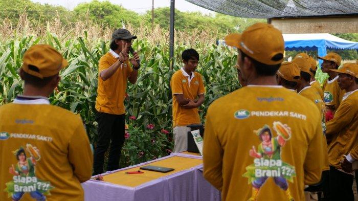 Syngenta Bina Ratusan Petani di Sentra Pertanian Jagung Nasional dengan ...
