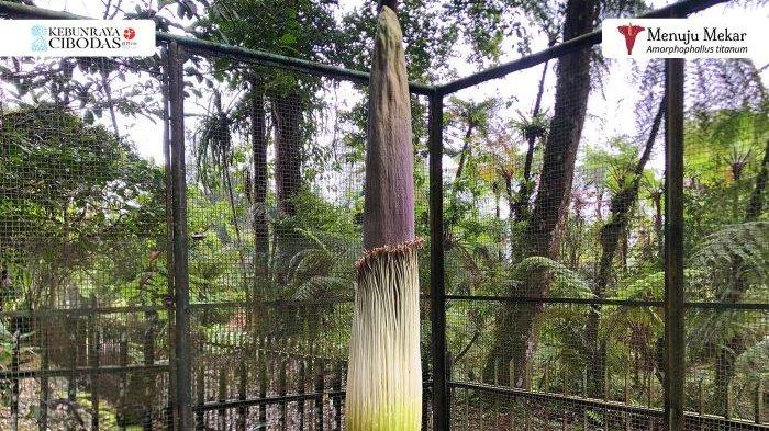 Bunga Bangkai di Kebun Raya Cibodas Bakal Mekar di Libur Lebaran 2025 ...