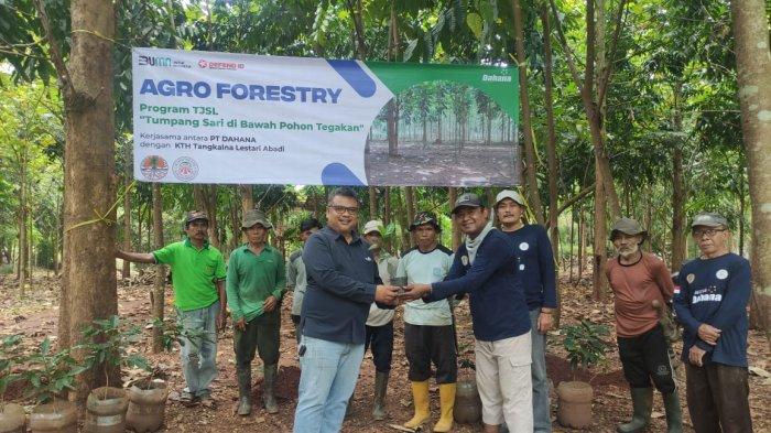 Jalankan Agroforestry, DAHANA Tanam Kopi di Lahan Perusahaan - Tribunjabar.id