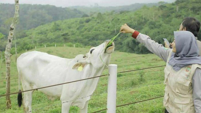 Akhir Pekan di Ciamis, Wisata Edukasi Mini Ranch Cocok Jadi Destinasi ...