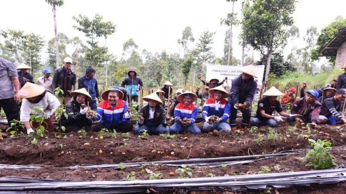 Petani di Kampung Panyingkiran Panen Raya Kentang, Hasilkan Sebanyak 1. ...