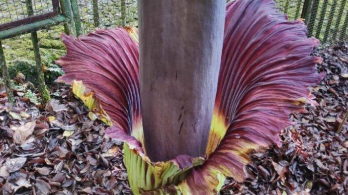 Unik dan Berbeda, Bunga Bangkai Koleksi Kebun Raya Cibodas Mekar di ...