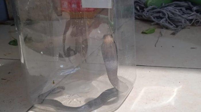 Penampakan Anak Ular Cobra Hitam yang Teror Perkampungan Warga di ...
