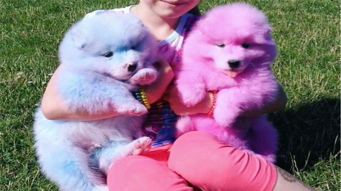 Di Indonesia Ada Ayam Warna-warni, di Rusia Ada Anjing Ini, Tapi Nasib ...