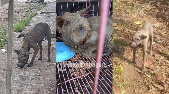 Anjing dengan Moncong Terikat Berkeliaran di Tasik, Sudah Sebulan, Kini ...