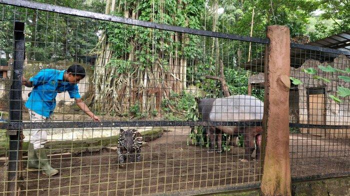 Kebun Binatang Bandung Kedatangan Anggota Baru, Namanya Arya, Dia Anak ...