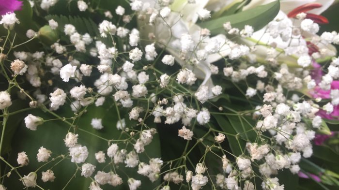 Baby Breath, Bunga Cantik Asal Belanda yang Bisa Didapatkan di Toko ...