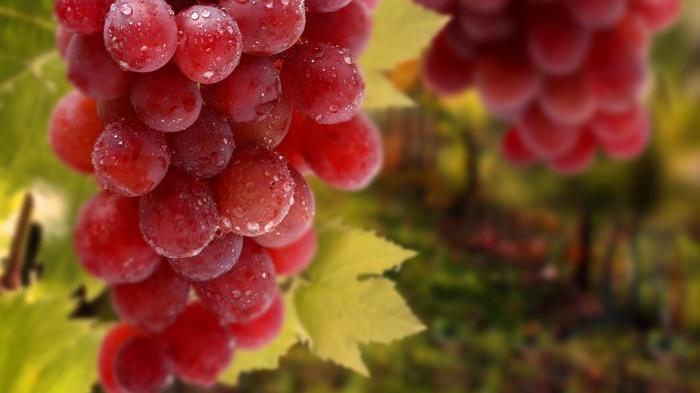 Cegah Kanker Hingga Bisa untuk Bersihkan Aliran Darah, Berikut Sederet ...