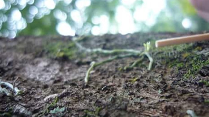 Ini Dia Jenis Bunga Anggrek Terkecil di Dunia, Ukuran Bunganya Tak ...