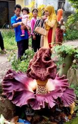 Bunga Bangkai Berdiameter 60 cm Hebohkan Warga Kampung Waas ...
