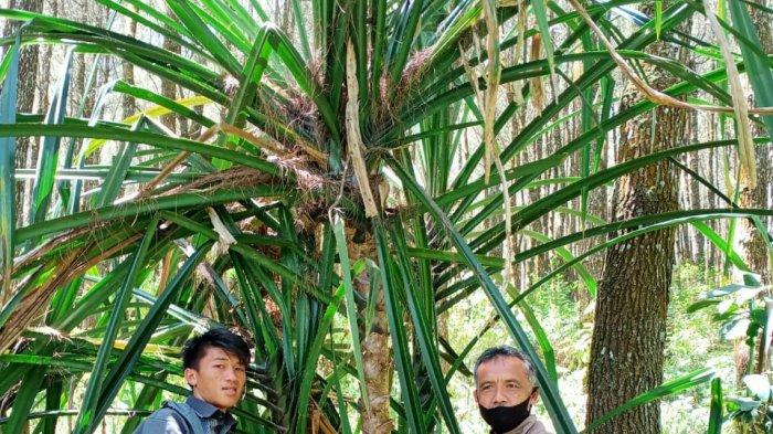 Bunga Legenda Ditemukan di Gunung Putri, Dihubungkan dengan Cerita ...