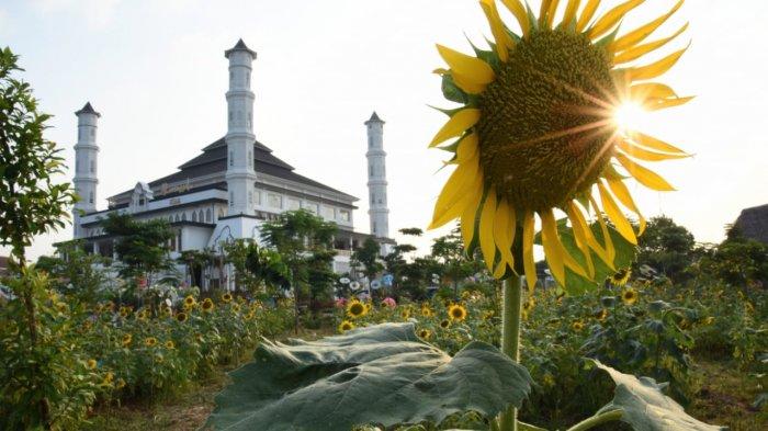 Bunga Matahari Bermekaran di Masjid Tajug Gede Cilodong Purwakarta ...